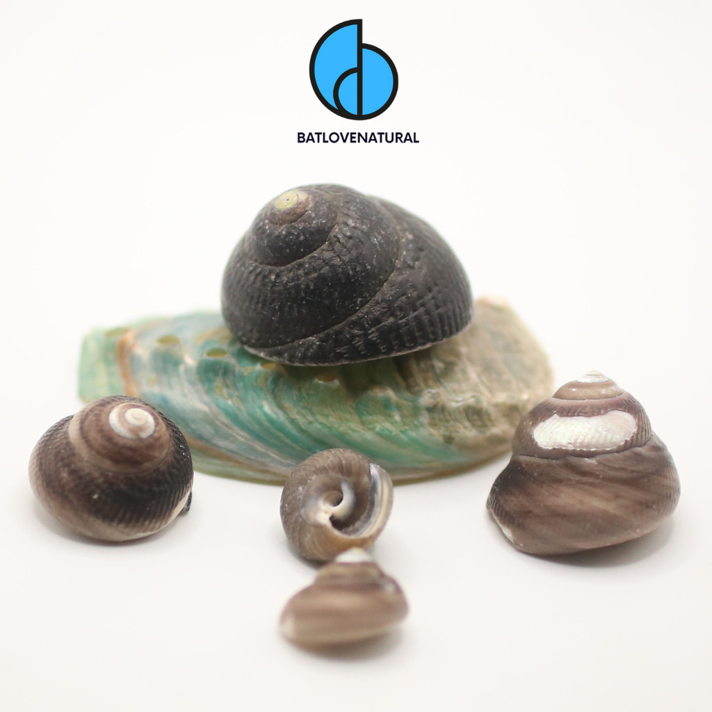 Vỏ ốc Austrocochlea Odontis - BATLOVENATURAL - Vỏ ốc mượn hồn - Vỏ ốc trang trí nhiều kích thước ...