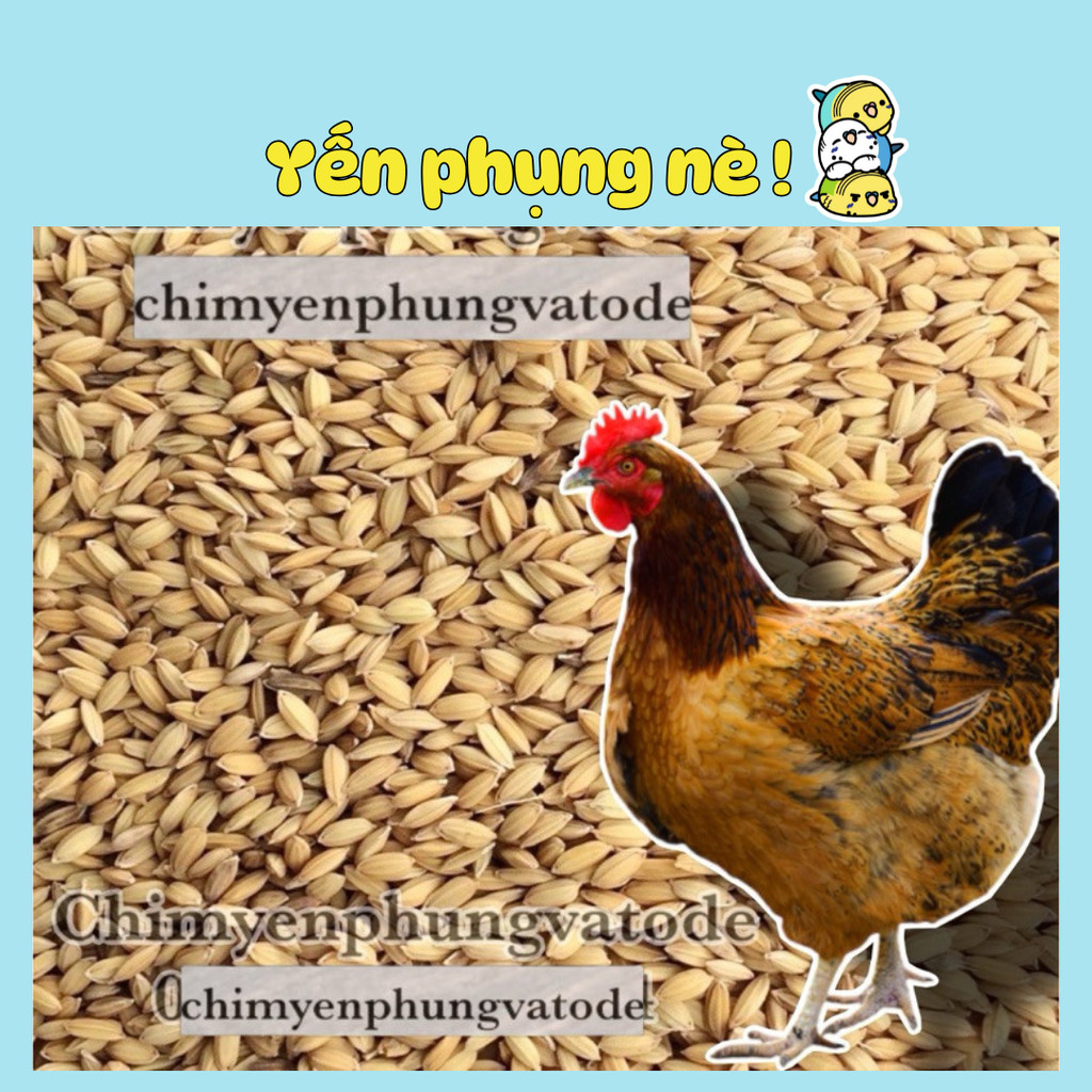500Gr hạt lúa (thóc) [Paddy Seeds] cho Gà Kiểng, Chim Cảnh hoặc ươm mầm ...