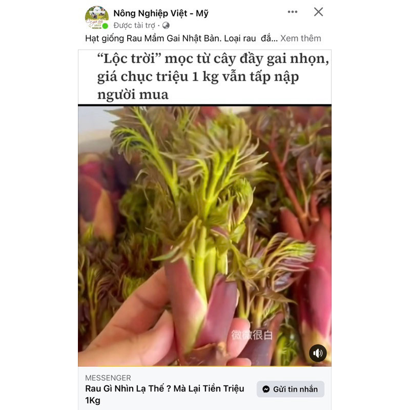 Hạt giống rau mầm gai gói 50h _TH789 | Shopee Việt Nam