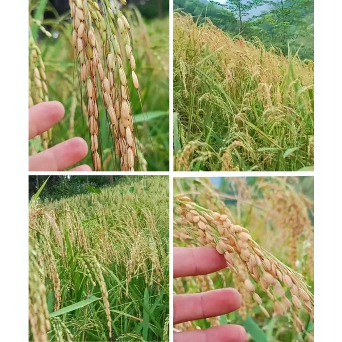 Hạt giống lúa, giống thóc nếp nương Điện Biên túi 1kg | Shopee Việt Nam