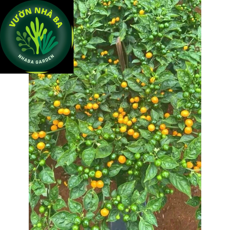 Cây ớt peru đang có hoa và trái - ớt Aji charapita - trái ớt tròn màu ...