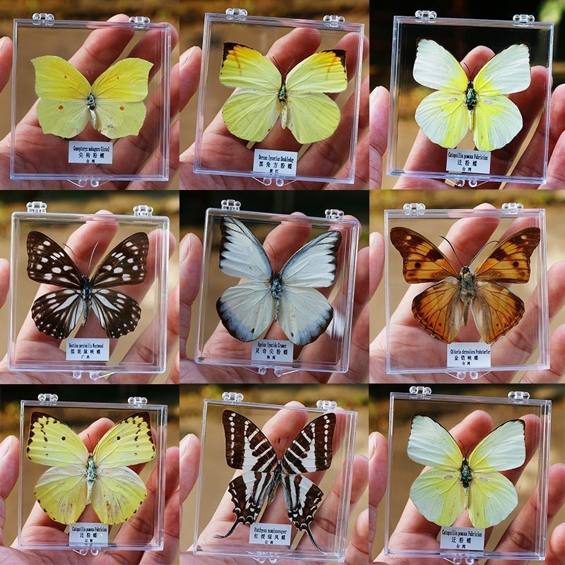 Real Butterfly Specimen Natural Insect Decorative Box Teaching Children ...