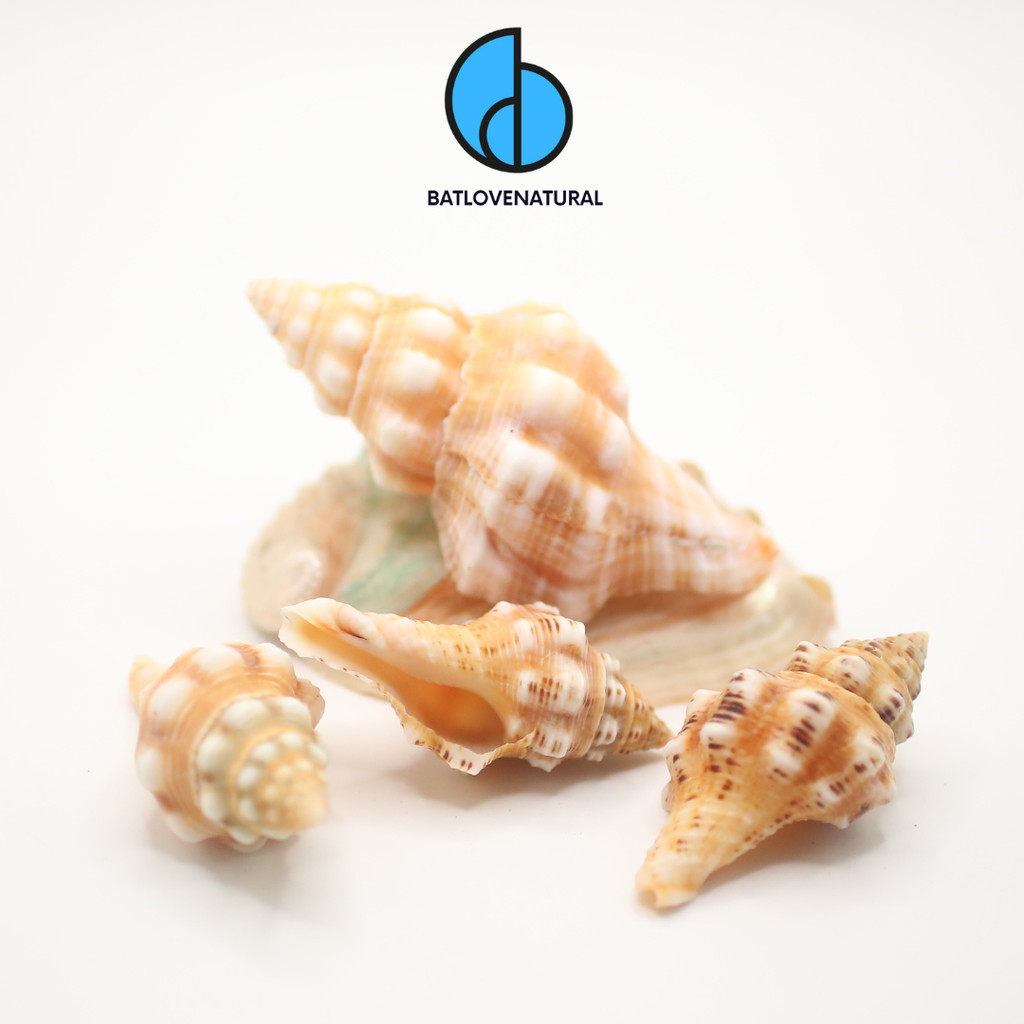 Vỏ ốc Latirus Polygonus - Vỏ ốc mượn hồn - Vỏ ốc trang trí nhiều kích thước nhỏ vừa lớn | Shopee ...