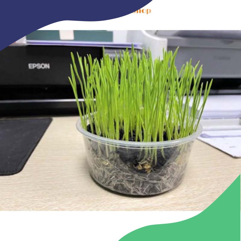 Bộ KIT tự trồng cỏ lúa mạch tươi cho mèo Cat Green Cat’s Amitavet - PET ...