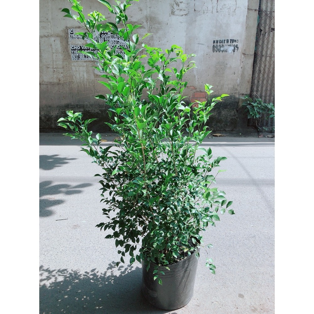 Cây Nguyệt Quế Nở Hoa Đẹp | Shopee Việt Nam