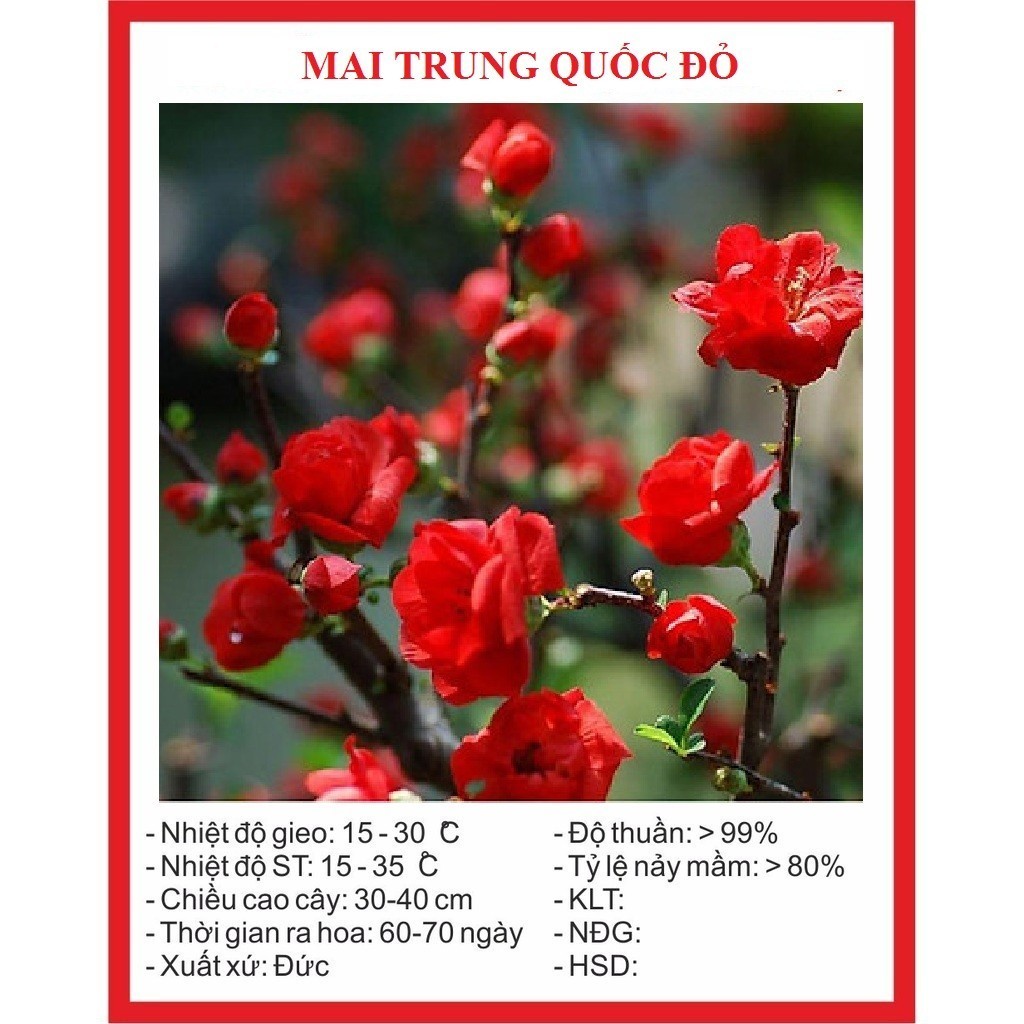 Hạt giống hoa mai trung quốc đỏ (5 hạt) - [MUA 3 TẶNG 1 CÙNG LOẠI ...