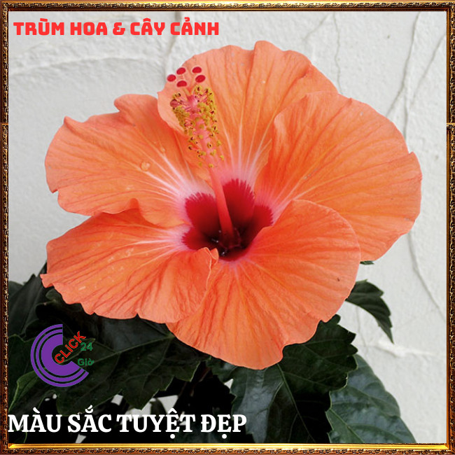 Chậu hoa râm bụt Cam cánh đơn bông bụp thái đại hồng hoa cẩm quỳ to️️🥁 ...