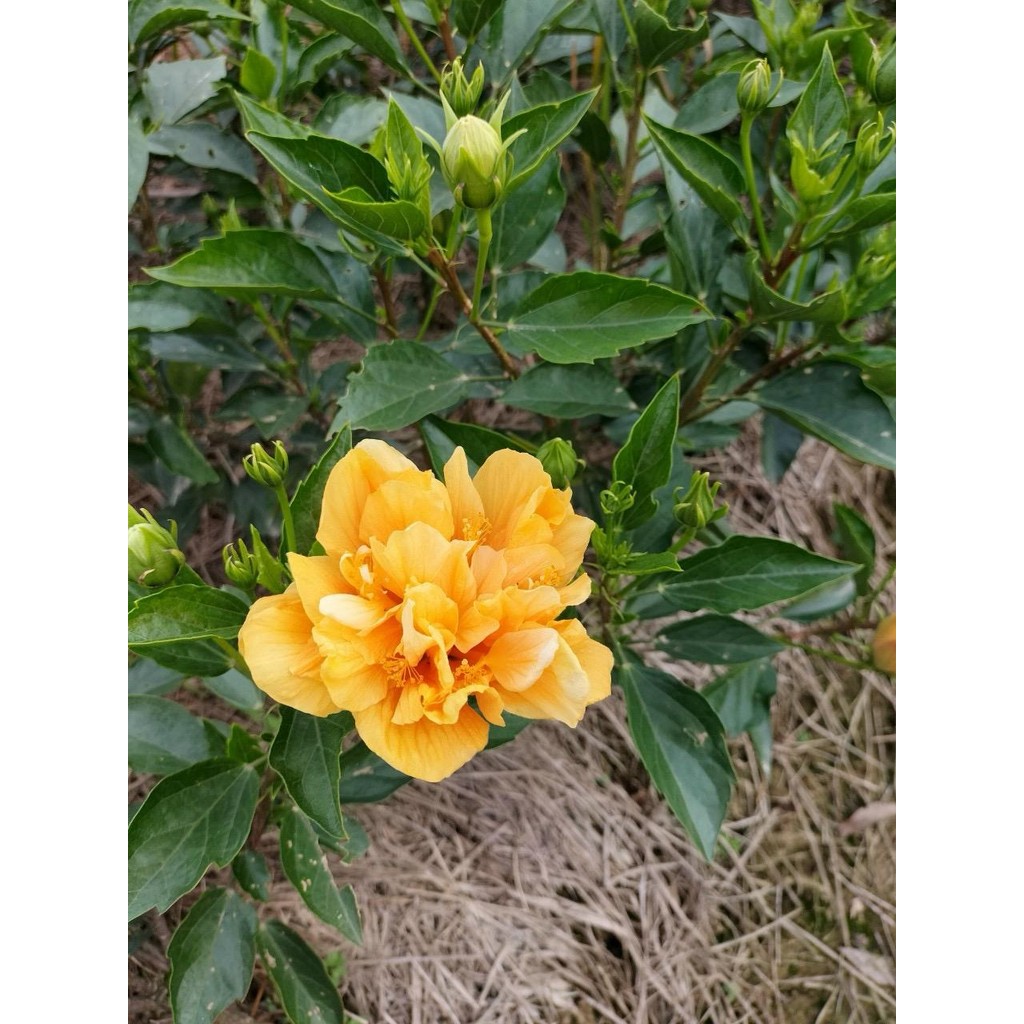 Cây/Hoa/Dâm bụt Vàng/Chiều cao 30/35cm/Tán xum xuê | Shopee Việt Nam