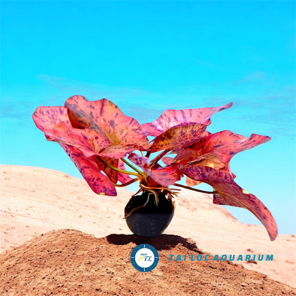 Trang trí bể cá - Cây thuỷ sinh: Sen Tiger (màu đỏ cực đẹp) | Shopee ...