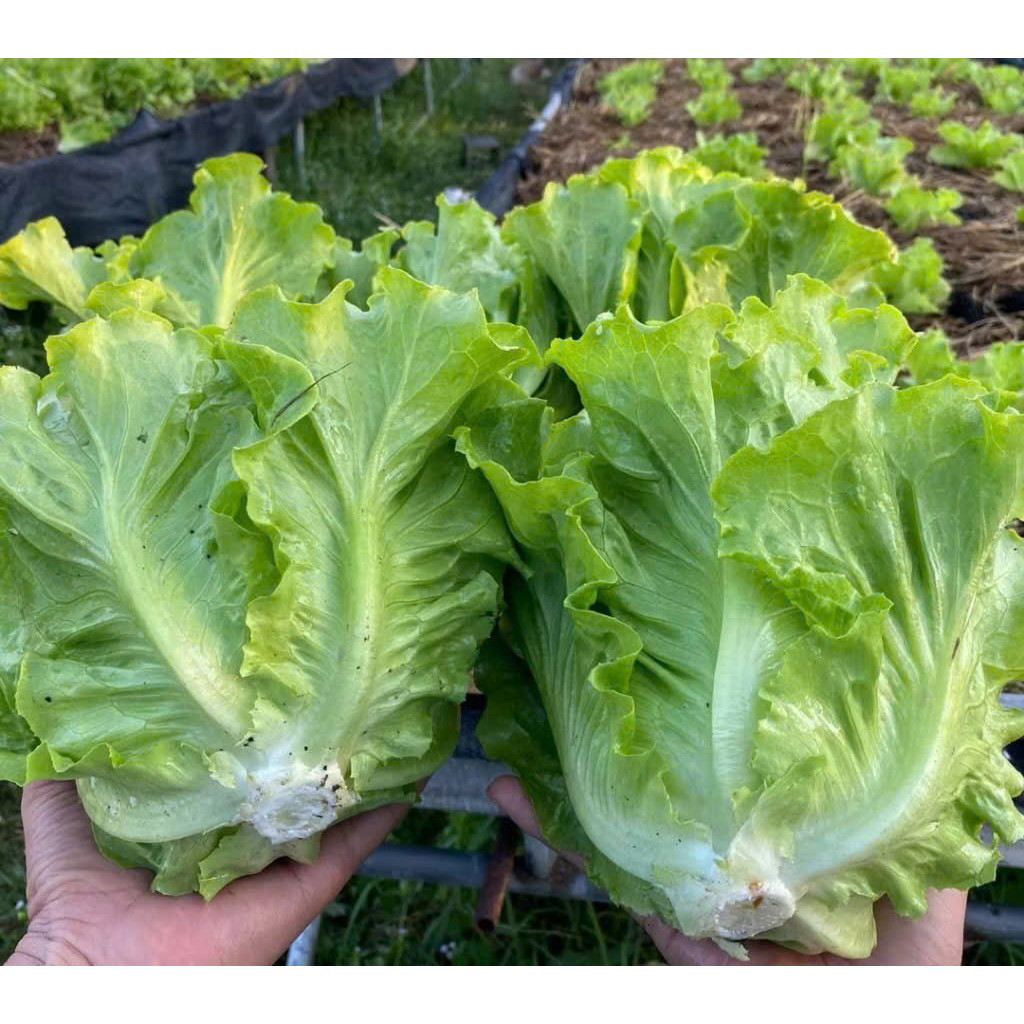 Hạt Xà Lách Khổng Lồ Siêu Giòn Ngon - Xà Lách Sanchu Nhập Khẩu - Gói ...