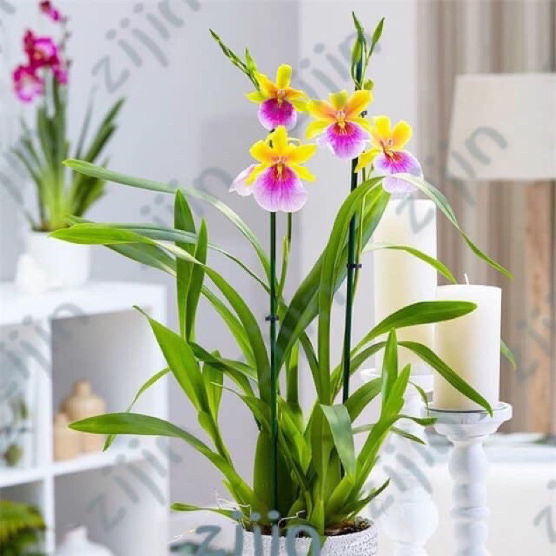 phong lan vũ nữ (1khóm) _bao chuẩn | Shopee Việt Nam