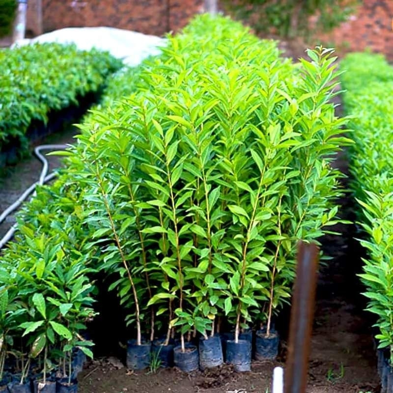 COMBO 2 CÂY GIỐNG LÁ VỐI NẾP 60-80CM | Shopee Việt Nam