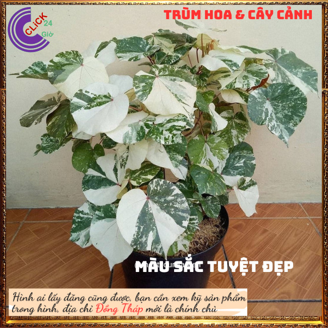 CÂY RÂM BỤT VAR CẨM THẠCH, CÂY TRA CẨM THẠCH, CÂY TRA LÀM CHIẾU ⏳ Top ...