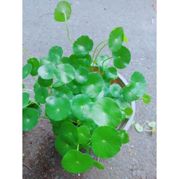 [Hỏa Tốc] Co Dong Tien | Shopee Việt Nam