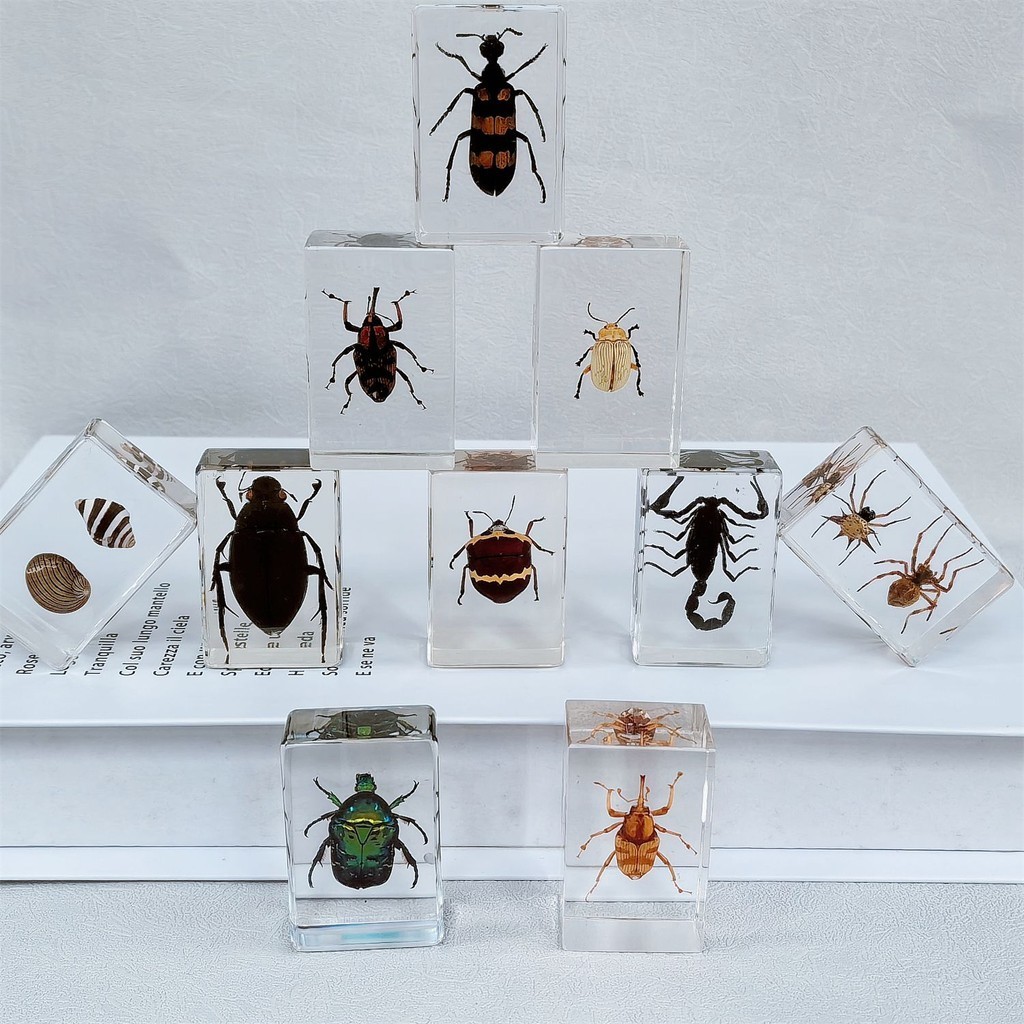 Insect Specimens Real Insects Transparent Amber Diy Ornaments Childrens ...