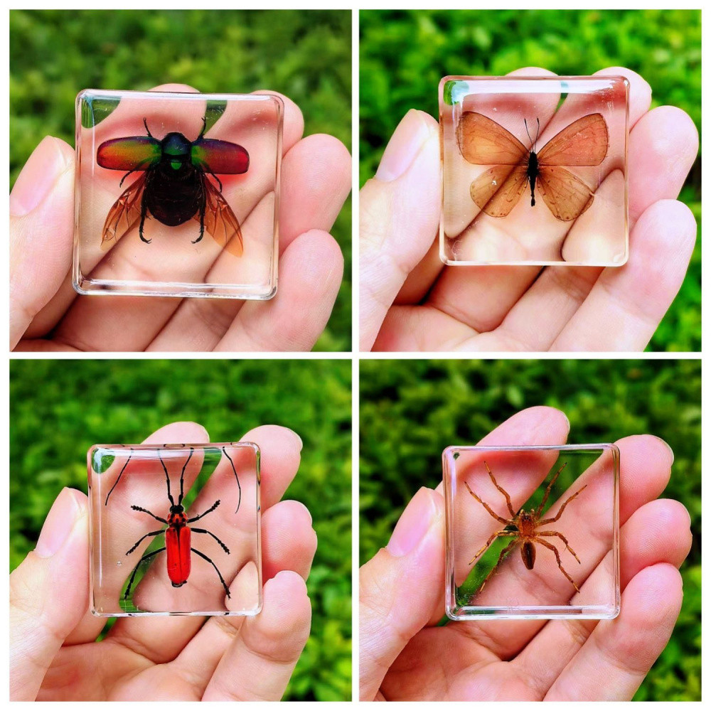 38mm Real Small Animal Insect Specimens Transparent Resin Insects ...