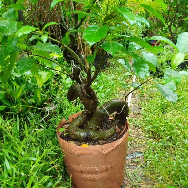 Cây Sung Bonsai ( hàng đẹp) | Shopee Việt Nam
