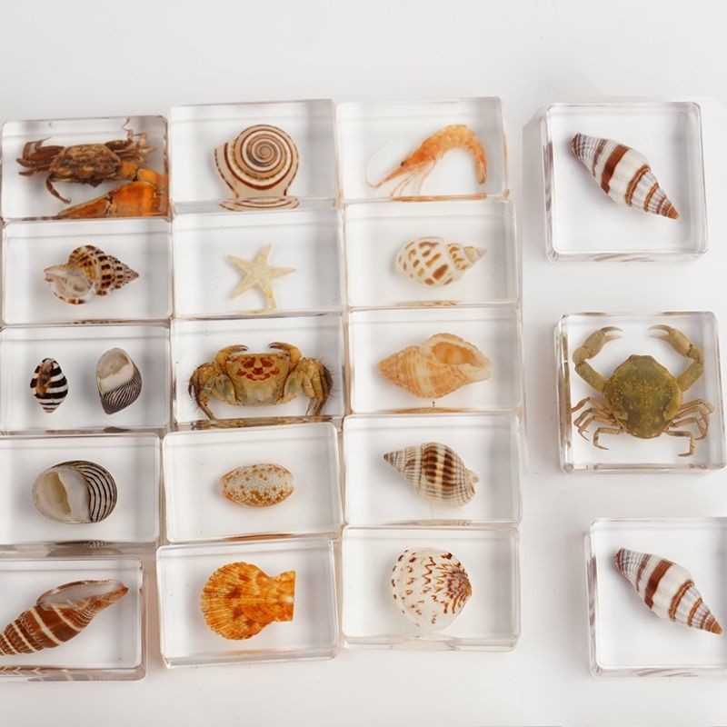 Kindergarten Primary School Student Teaching Specimen Marine Life ...