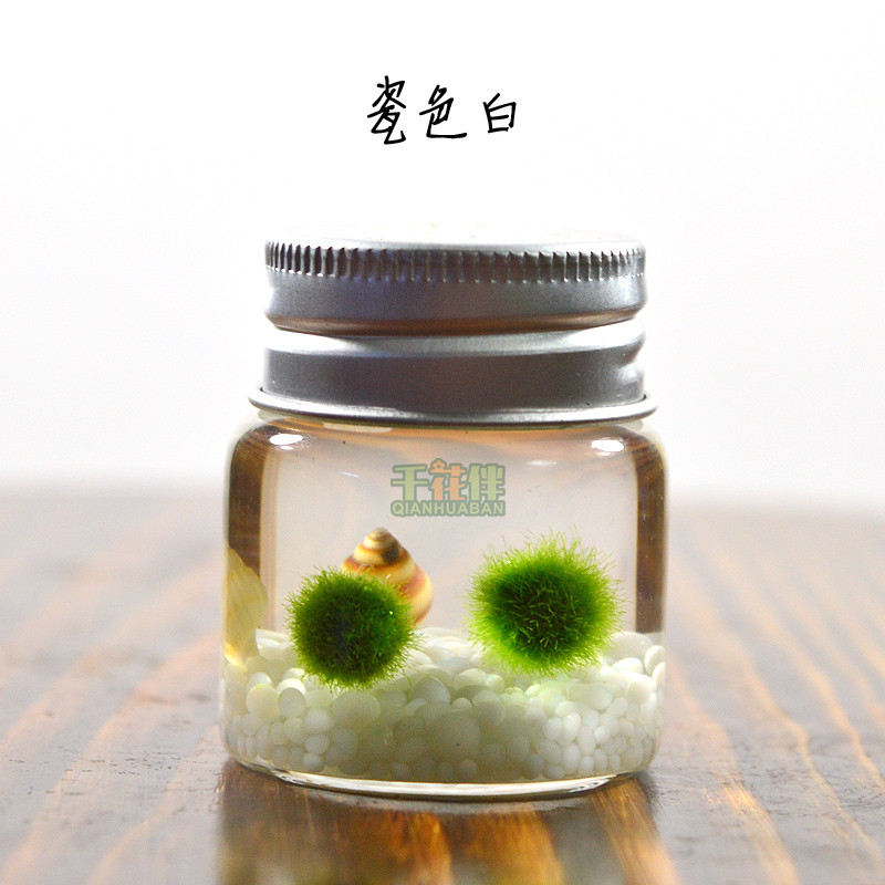New Product#Seaweed Ball Marimo Glass Flower Container Hydroponic Plant ...