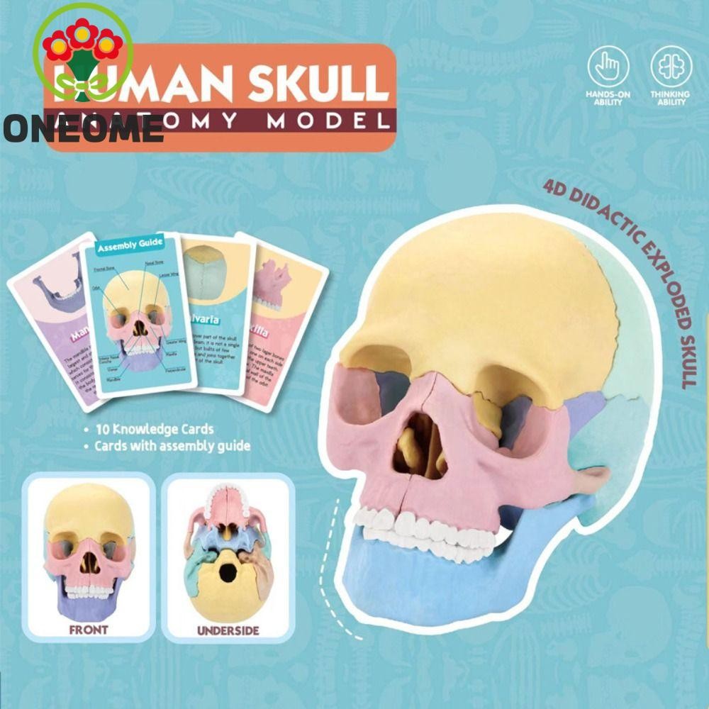 ONEOME Anatomy Skull Model Learning Hướng dẫn học tập Hướng dẫn giảng ...
