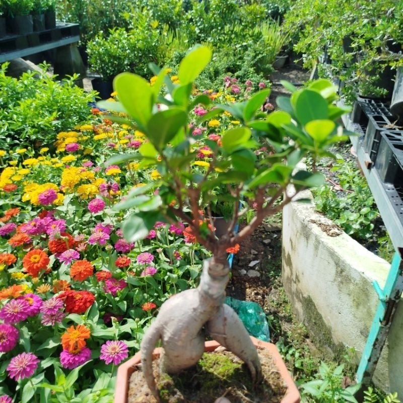 Cây Si Bonsai Nhật ( hàng đẹp) | Shopee Việt Nam