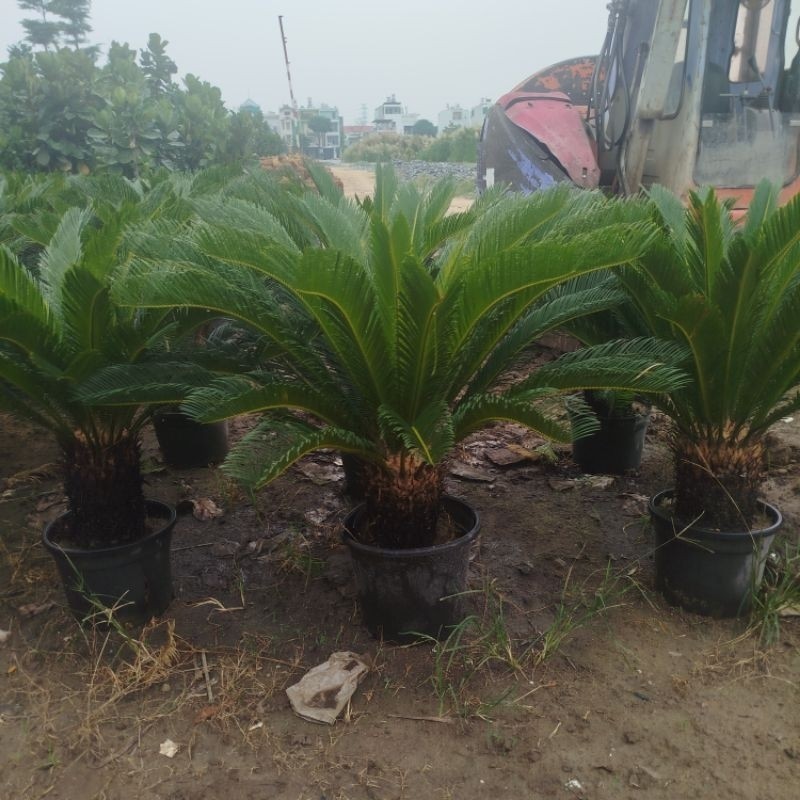 Cây Thiên Tuế ( hàng đẹp) | Shopee Việt Nam