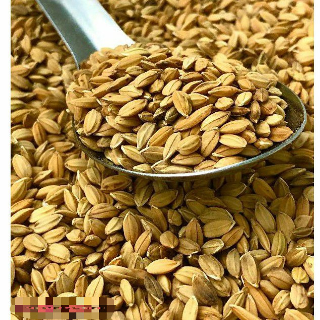 1KG Lúa Tiêu Cho Gà Đá Lúa Tiêu Cho Chim Cảnh Lúa Hạt Tiêu Cho Gà Chọi ...