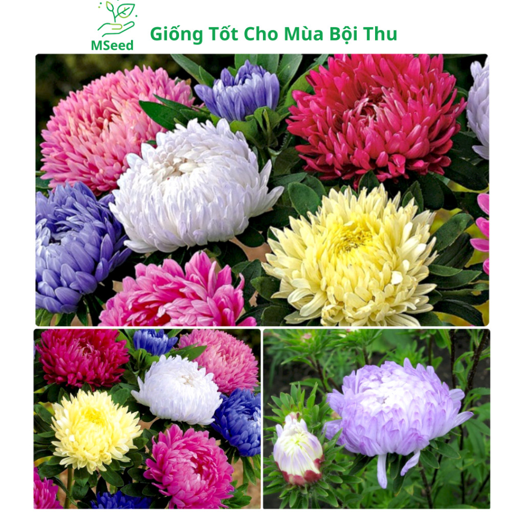 Hạt giống Cúc magic đủ màu, lâu tàn, chịu nhiệt dễ trồng - H2T FARM ...