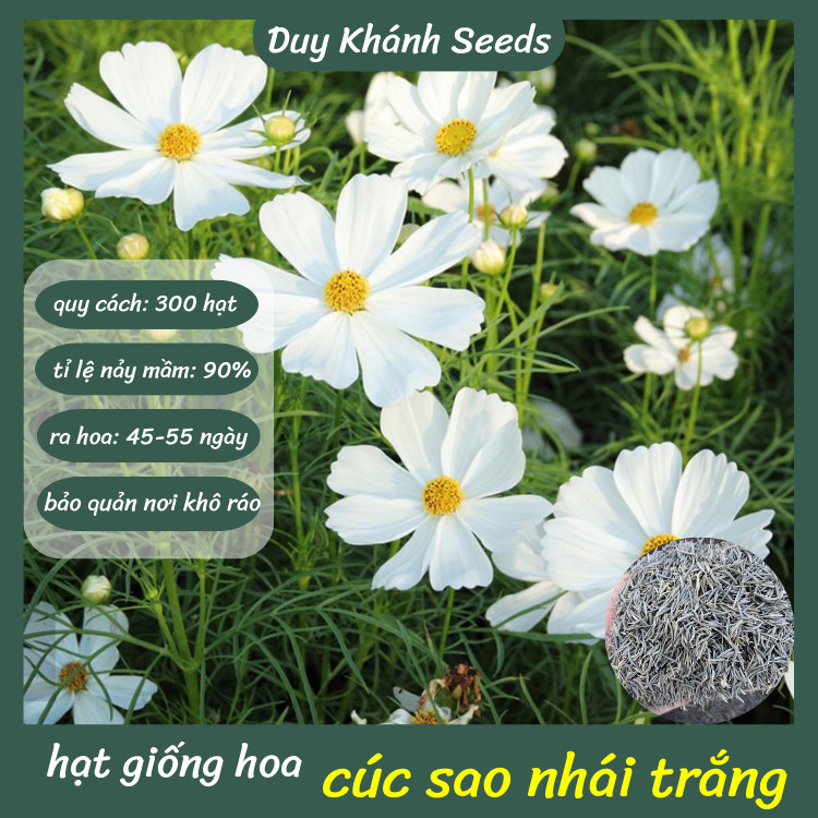 Hạt giống hoa sao nhái trắng (300 hạt) - sống khoẻ, dễ trồng, cho hoa ...