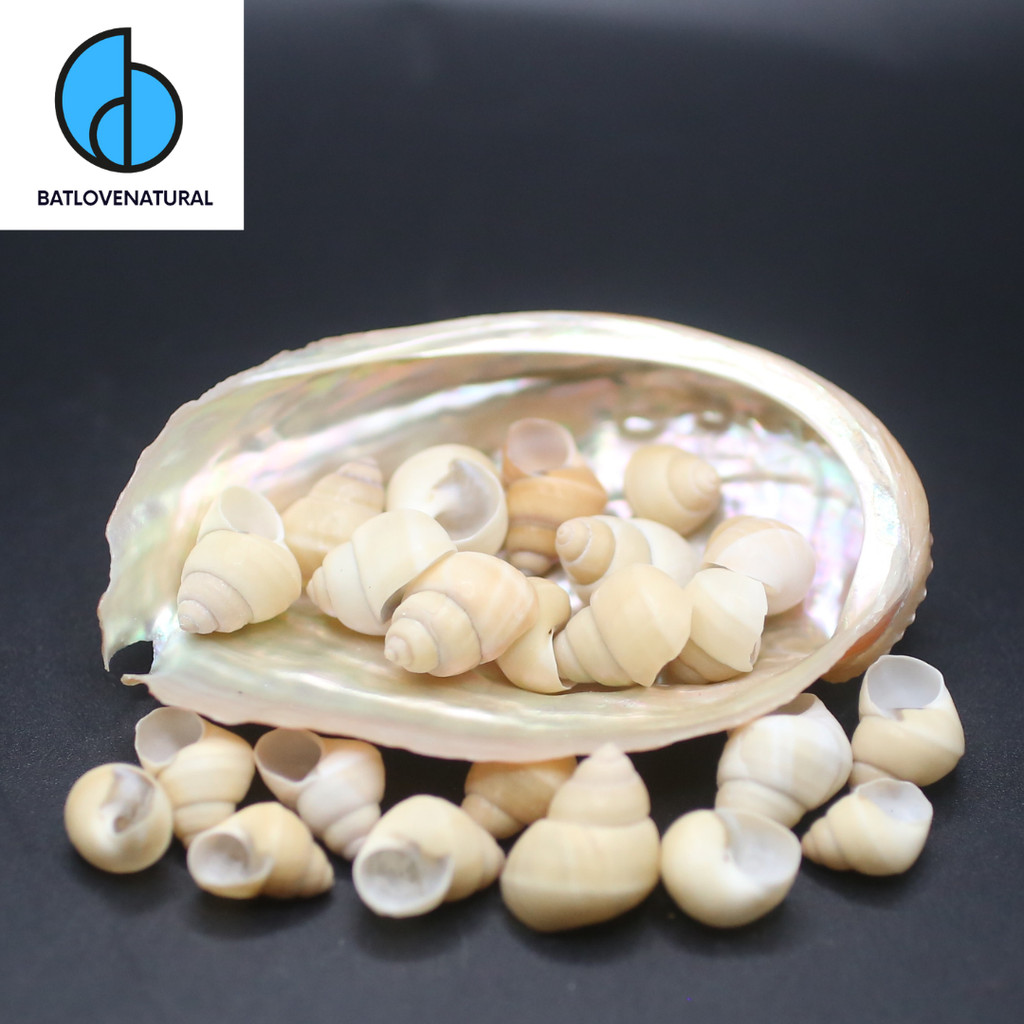 Combo vỏ ốc Neothauma - Vỏ ốc mượn hồn ( Hermit carb shells) - Vỏ ốc ...