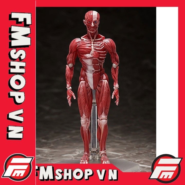 (CÓ SẴN) MÔ HÌNH CHÍNH HÃNG (JPV) FIGMA SP142 HUMAN ANATOMICAL MODEL ...