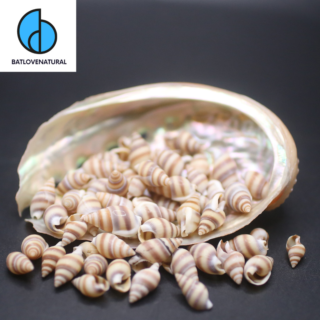 Vỏ ốc Nassarius Reeveanus ( Vỏ rất nhỏ ) - Vỏ ốc trang trí nhiều kích ...