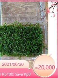 [[ vỉ rêu java siêu rẻ || Rêu Gắn Bonsai, gắn layout thuỷ sinh, bể cá ...