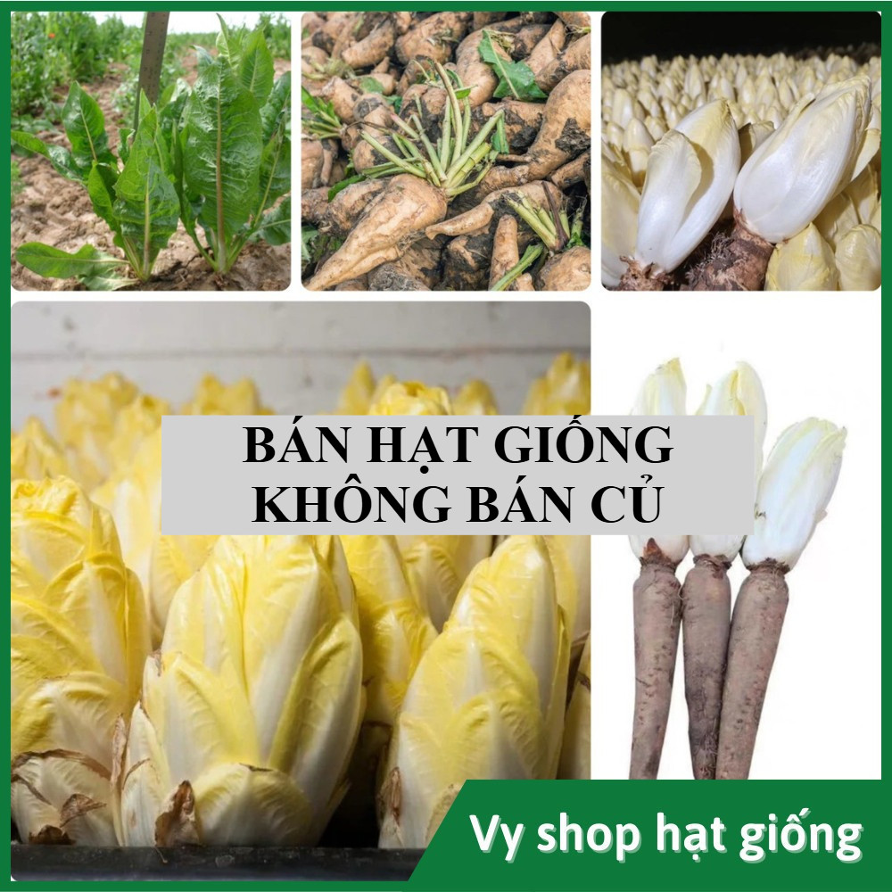 Hạt giống cải oro, rau diếp xoắn, rau đọt chuối, cải Chicory ...