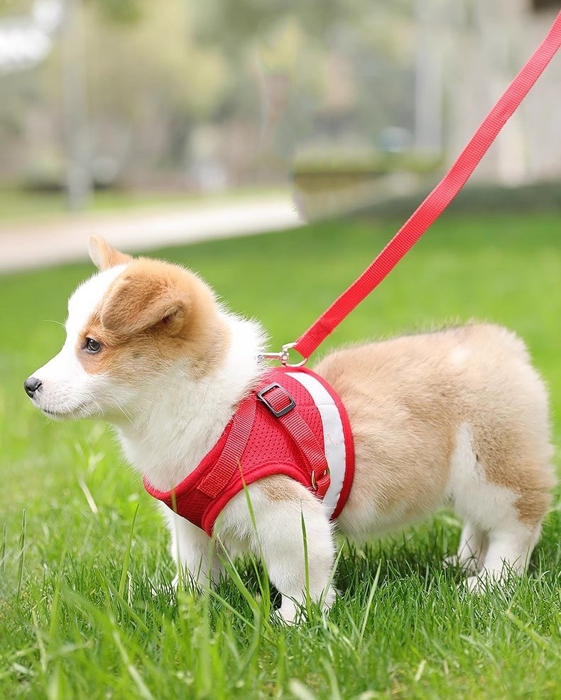 Dây xích chó cỡ vừa nhỏ Vest-Style Pet Ngực Dây đeo phản quang Mèo ...