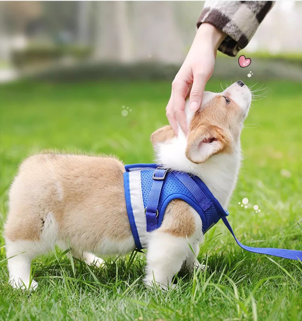Dây xích chó cỡ vừa nhỏ Vest-Style Pet Ngực Dây đeo phản quang Mèo ...