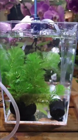 Lọc bio vi sinh mini YU-2832 cho bể cá tép - Lọc sủi AIRLIFT hồ thủy ...