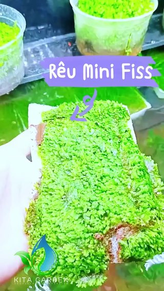 Rêu Mini Fiss | Rêu Minifiss Thảm Trải Nền Bể Cá Thuỷ Sinh Cực Đẹp ...