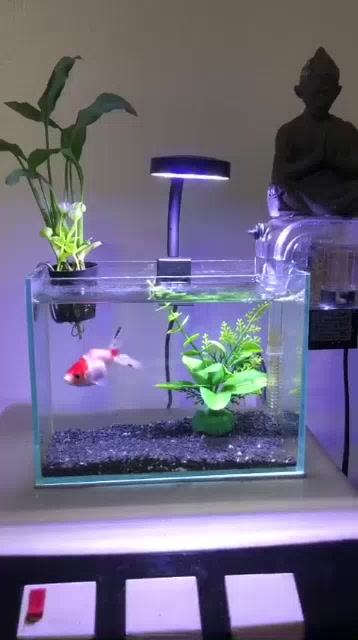 Combo bể cá mini để bàn kích thước nhỏ D20xR12xC15cm, bể cá betta ...