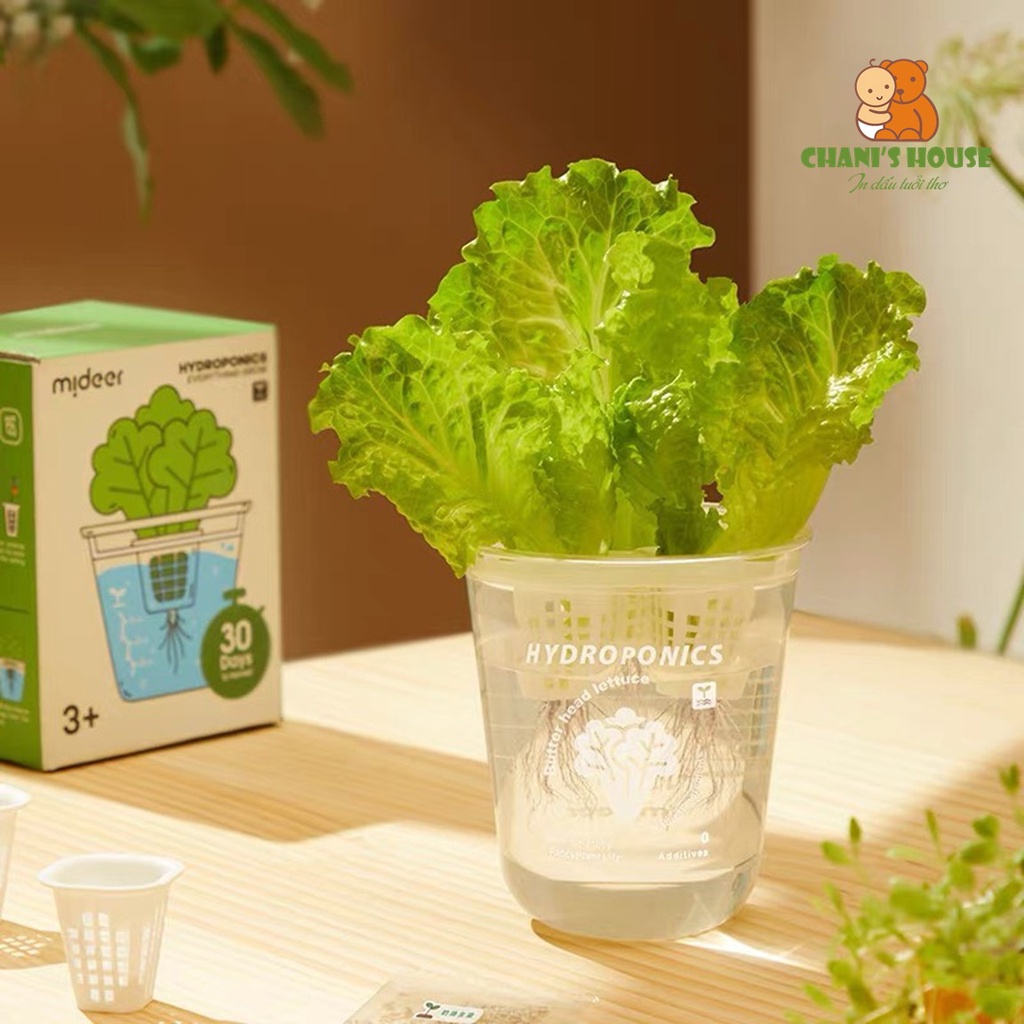 ĐỒ CHƠI STEAM KIT TRỒNG CÂY THỦY CANH MIDEER HẠT GIỐNG CÀ CHUA, CỦ CẢI ...