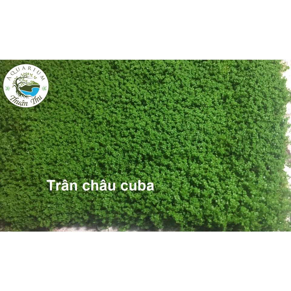 Trân Châu Cuba [Tấc 10cm x 10cm] - Cây trãi nền thủy sinh | Shopee Việt Nam