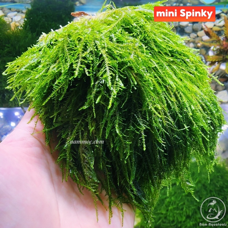 Rêu Thuỷ Sinh Đẹp - Độc - Dễ Chăm Sóc: Mini Taiwan | Weeping Sing | Stringy | US Fiss | Rose ...