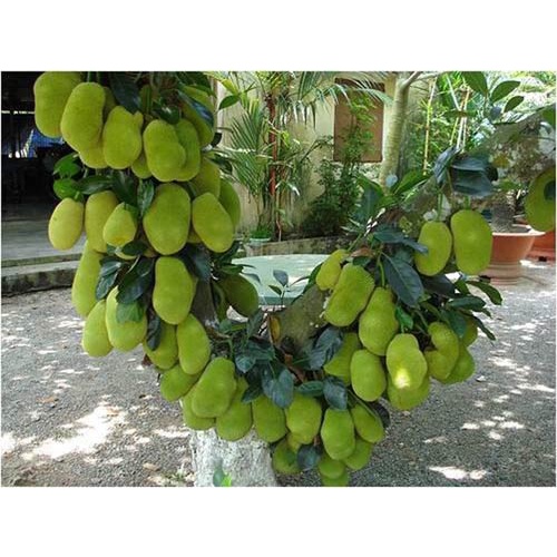 Cy mít tố nữ giống | Shopee Việt Nam