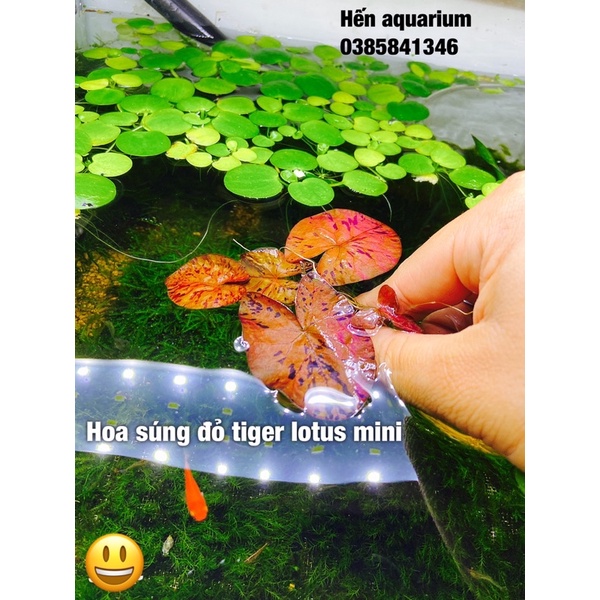 Sen tiger mini lotus : súng thuỷ sinh mini siêu đỏ đẹp và dễ trồng ...