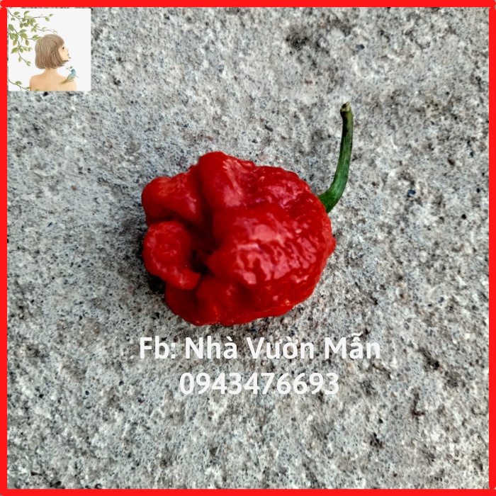 10 Hạt Ớt Carolina Reaper Red - Ớt Cay Nhất Thế Giới | Shopee Việt Nam