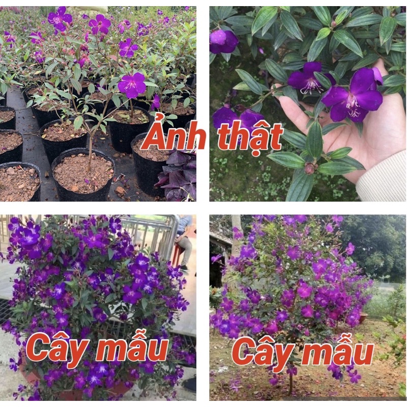 Cây hoa sim tím thái hoa nở quanh năm (cây 1 thân có sẵn nụ vào hoa ...