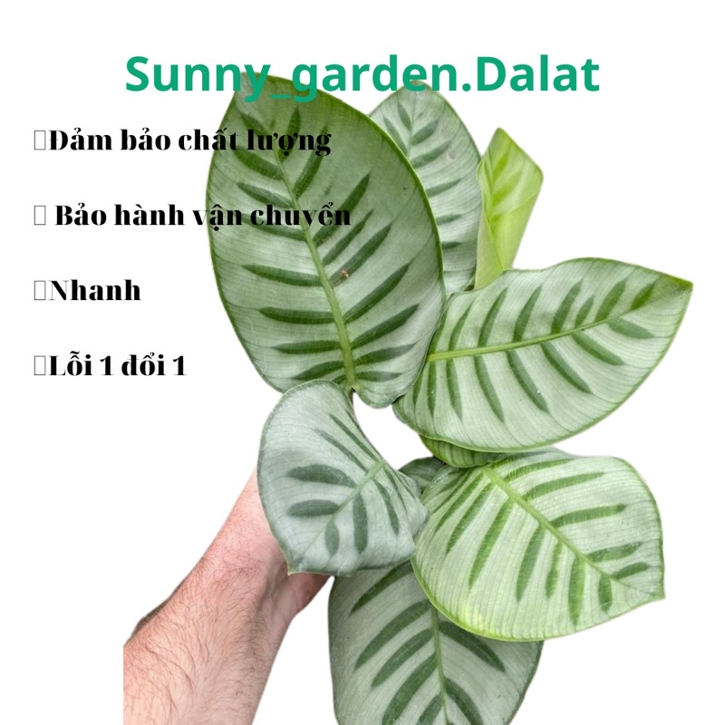 Chậu cứng Calathea Bella - Đuôi công Bella | Shopee Việt Nam