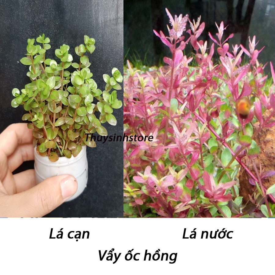 Cây Thủy Sinh VẢY ỐC HỒNG 14 ngọn | Shopee Việt Nam
