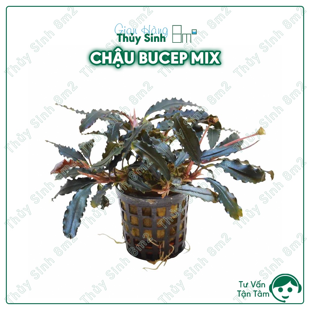 Chậu Bucep Mix, Bucep Phantom | Cây Thủy Sinh KHÔNG CO2, Tiền Cảnh, Giá ...
