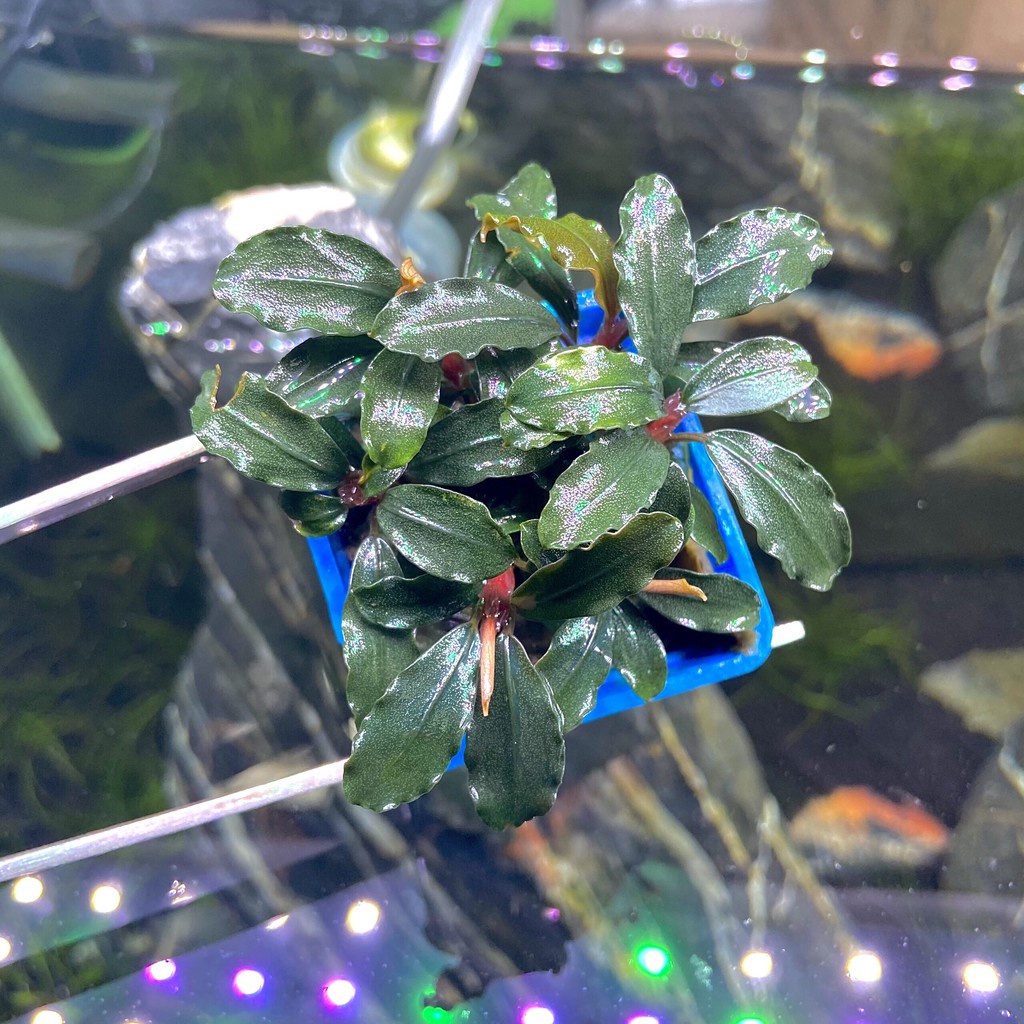 Cây Bucep Phantom | Shopee Việt Nam